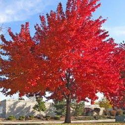 Red Maple Tree | USDA Zones 3-9 | 2-3 Foot | Fast-Growing Trees