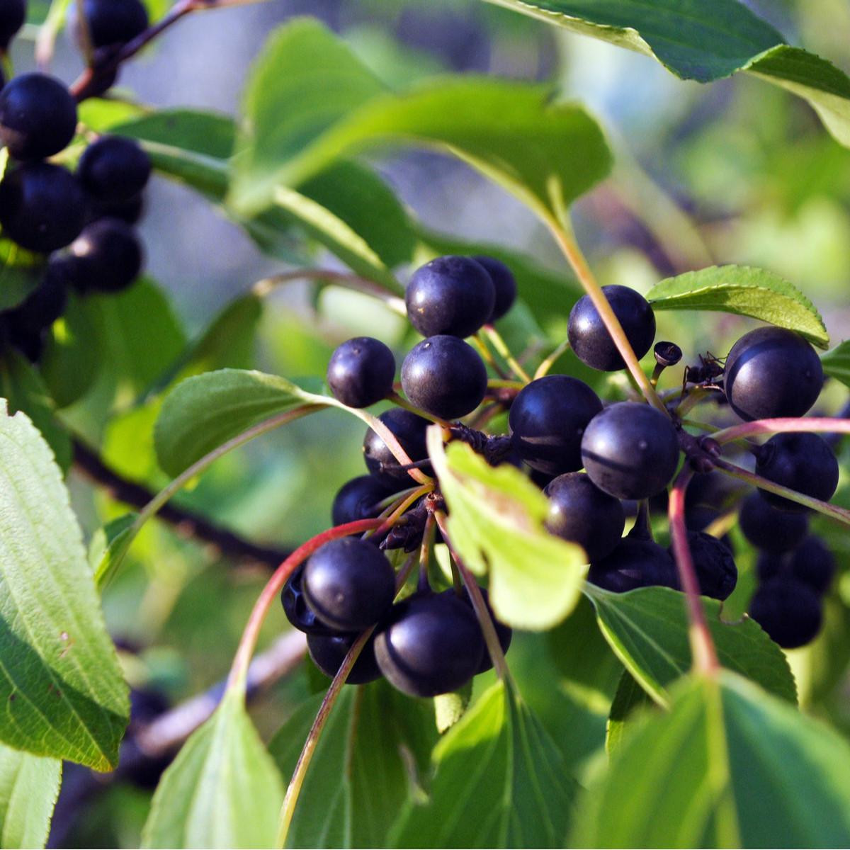 Hansen's Bush Cherry | USDA Zones 4-8 | 2-3 Foot | Fast-Growing Shrubs