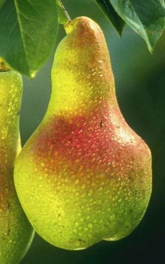 Northern Catalpa Tree | USDA Zones 4-8 | 2-3 Foot | Fast-Growing Trees