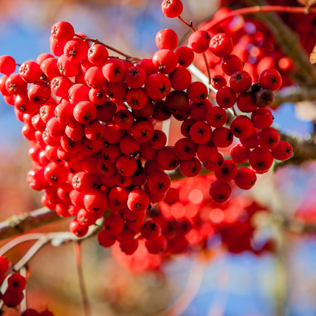 Mountain Ash Tree | USDA Zones 2-6 | 2-3 Foot | Ornamental Trees