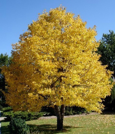 Littleleaf Linden Tree | USDA Zones 3-7 | 2-3 Foot | Fast-Growing Trees