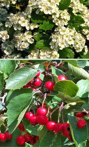 Littleleaf Linden Tree | USDA Zones 3-7 | 2-3 Foot | Fast-Growing Trees