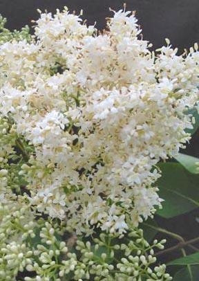 Japanese Lilac Tree | USDA Zones 3-7 | 2-3 Foot | Ornamental Trees