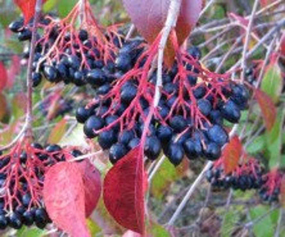 Hansen's Bush Cherry | USDA Zones 4-8 | 2-3 Foot | Fast-Growing Shrubs