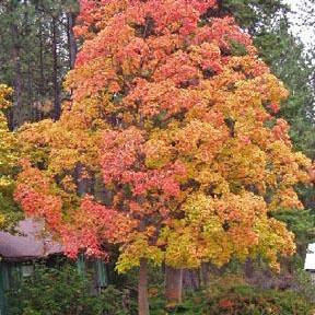 Red Maple Tree | USDA Zones 3-9 | 2-3 Foot | Fast-Growing Trees