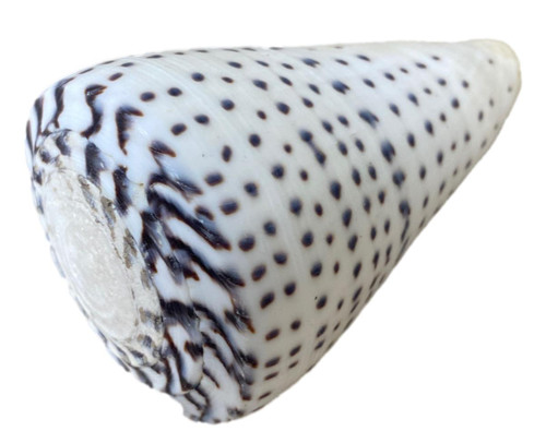 Nautical Seasons Very Unique Rare Collector Specimen Shell,