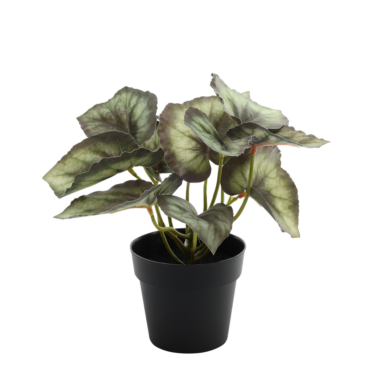 Plant House Begonia 22cm (potted) - Interflora Marketplace