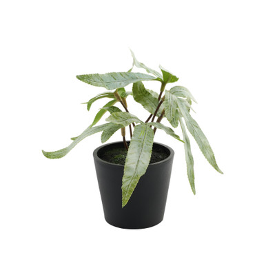 Plant house Pteris 13cm (potted) - Interflora Marketplace