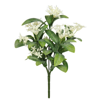 Exterior Everlast Star Flower plant U.V (25cm) - Interflora Marketplace