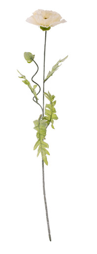 Large Poppy Cream - Interflora Marketplace