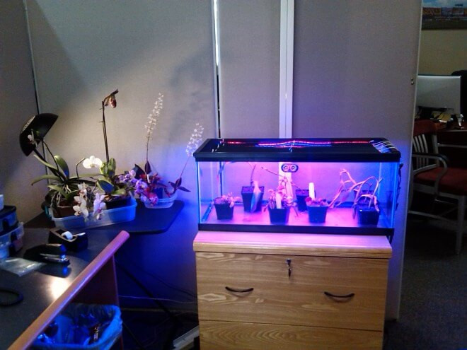 Growing Plants Indoors with LED Strip Lighting - Birddog Lighting