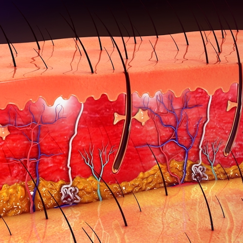 Signs of Damaged Skin Barrier & Dermatologist Repair Tips - Mollenol