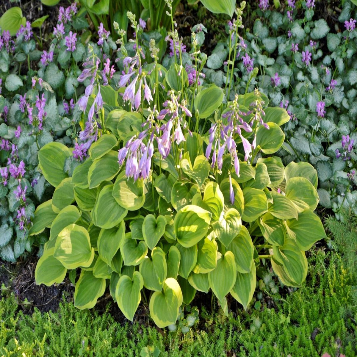 Touch of ECO® Hardy Hosta Bare Root Plants - DailySteals