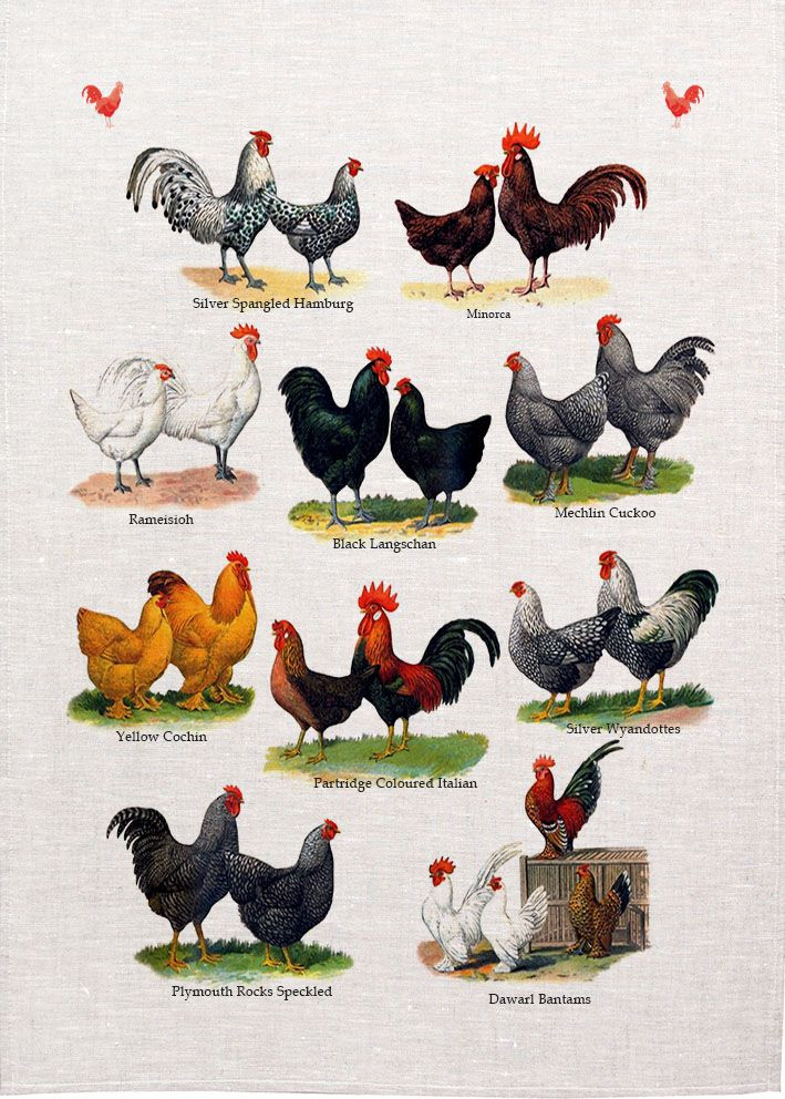 Chicken - Chart Of Breeds, Printed Tea Towel, Made In Australia