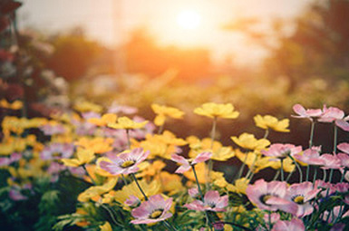 Enhance the Atmosphere of Your Flower Garden with These 5 Easy Ways ...