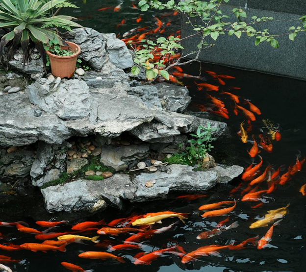 Pond Skimmer Boxes: A Must-Have If You Have Fish - Blue Thumb
