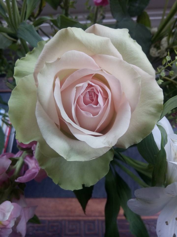 The Rose Colors Meaning - Bloomgol