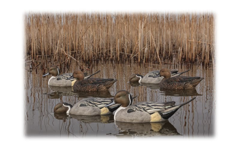 Avian-X Topflight Pintail Duck Decoys (2 High-Head Drakes, 2 Low-Head ...