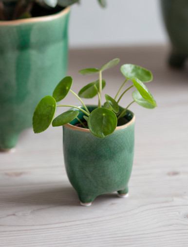 Positano Pot 7.2cm - Ceramic, Forest Green | Garden Trading