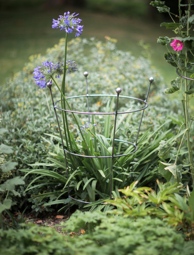 Barrington Flared Plant Support Large | Garden Trading