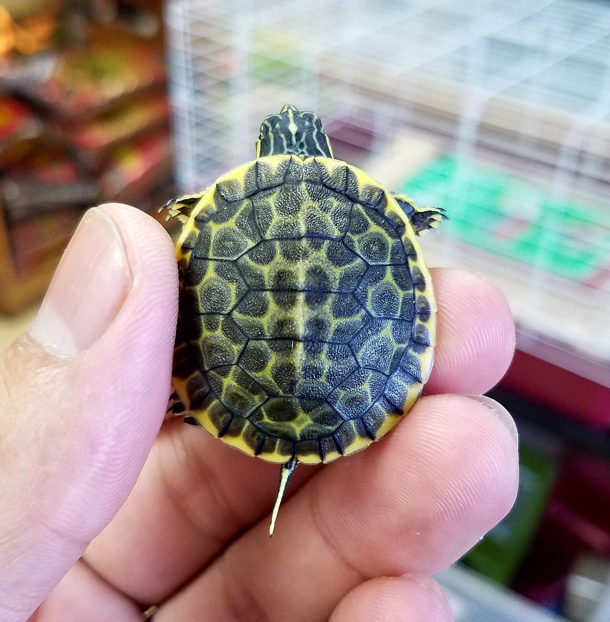 Chicken Turtles for sale (Dierotechelys reticularis) | Snakes at Sunset