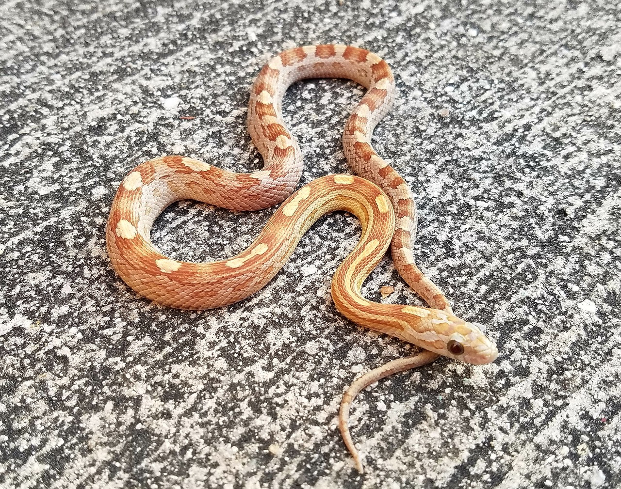 Cornsnakes For Sale