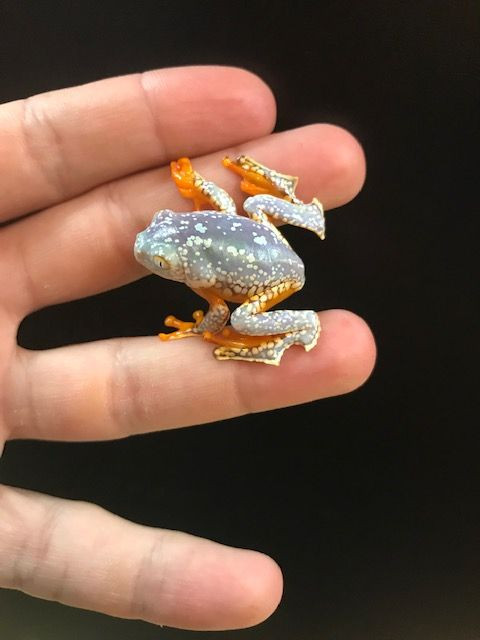 Amazon Leaf Fringed Frogs for sale | Snakes at Sunset