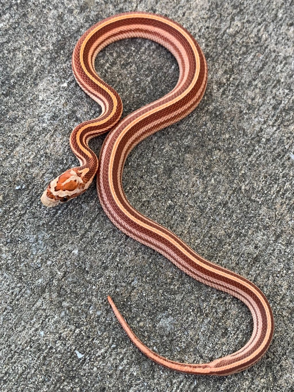 Coral Snow Motley Snakes for sale | Snakes at Sunset