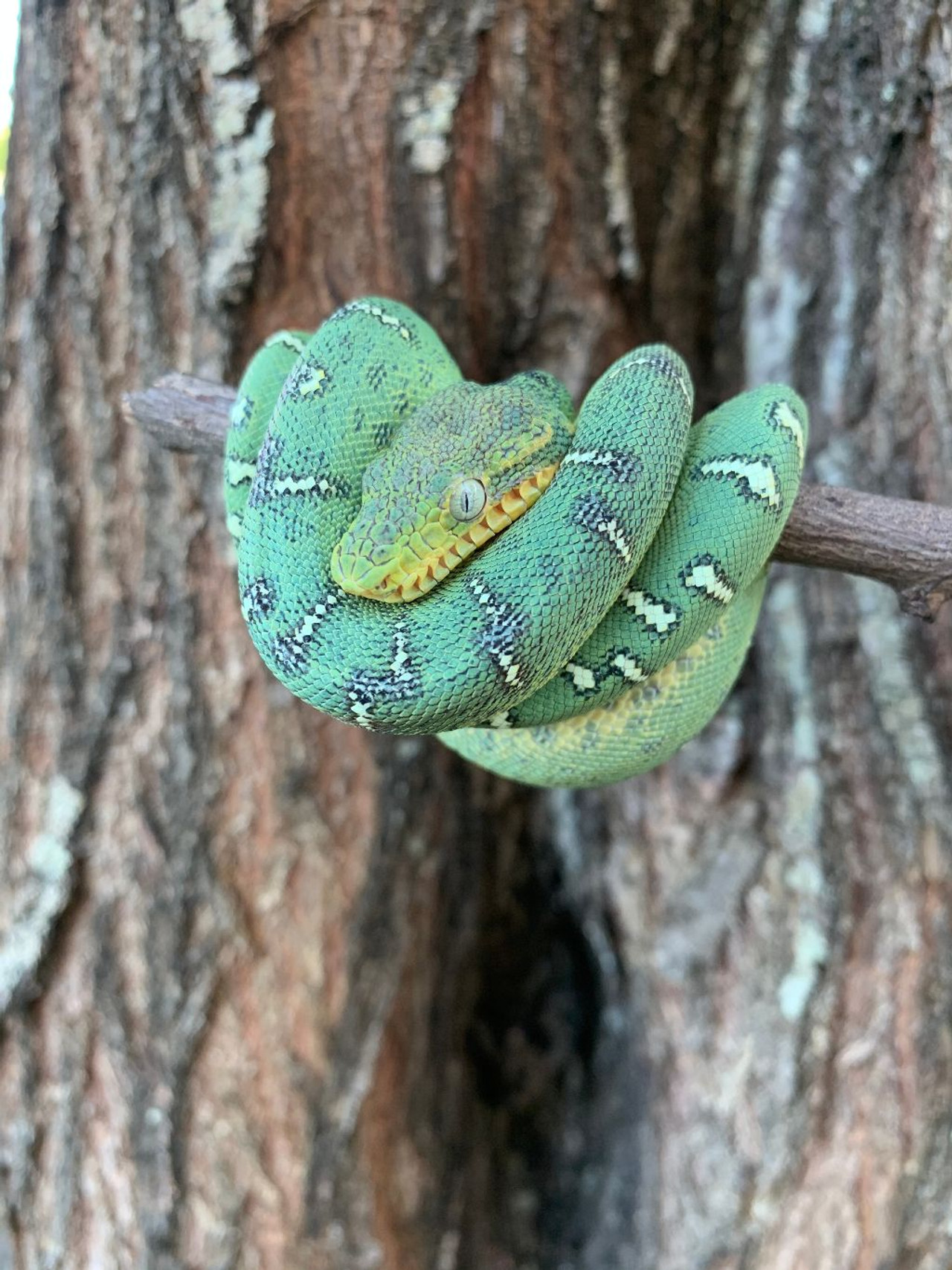 Baby Emerald Tree Boas for sale | Snakes at Sunset