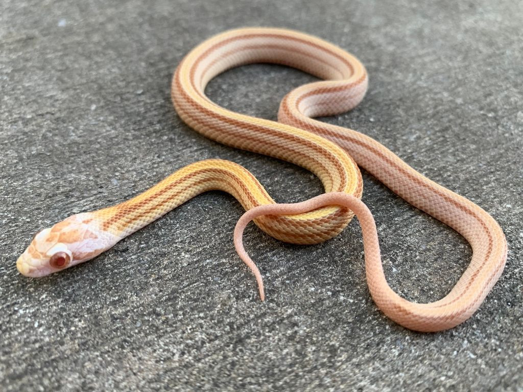 Butter Corn Snakes for sale | Snakes at Sunset