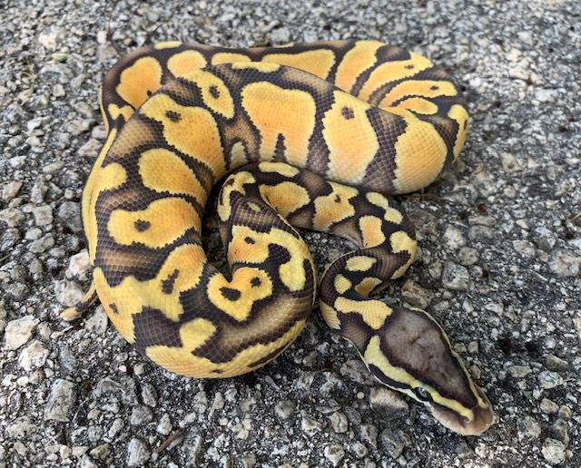Orange Ghost Ball Python for sale