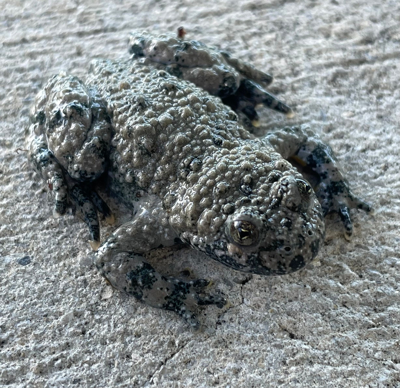 Toads for Sale | Captive Bred Toad Species Available