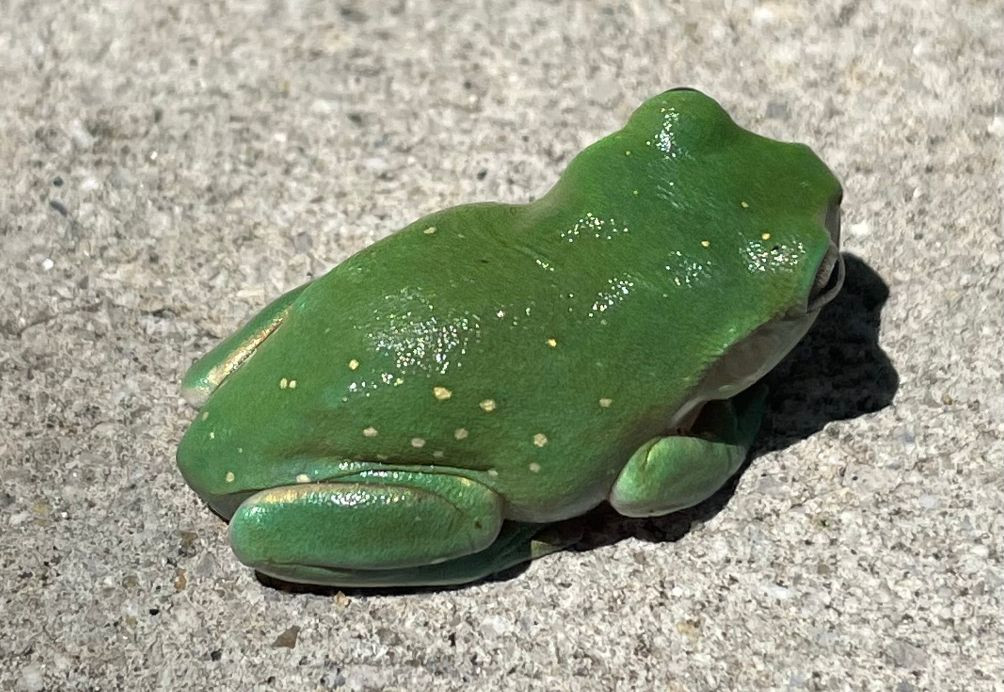 Snowflake Whites Tree Frogs for sale | Snakes at Sunset