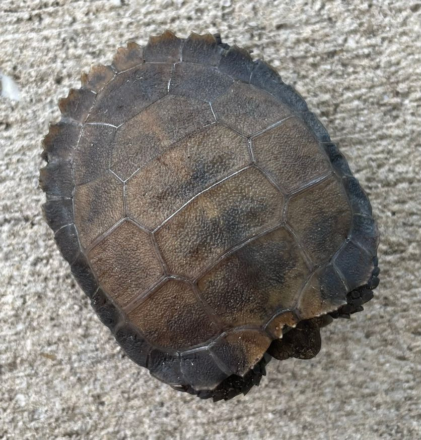 Black Mountain Tortoise for sle