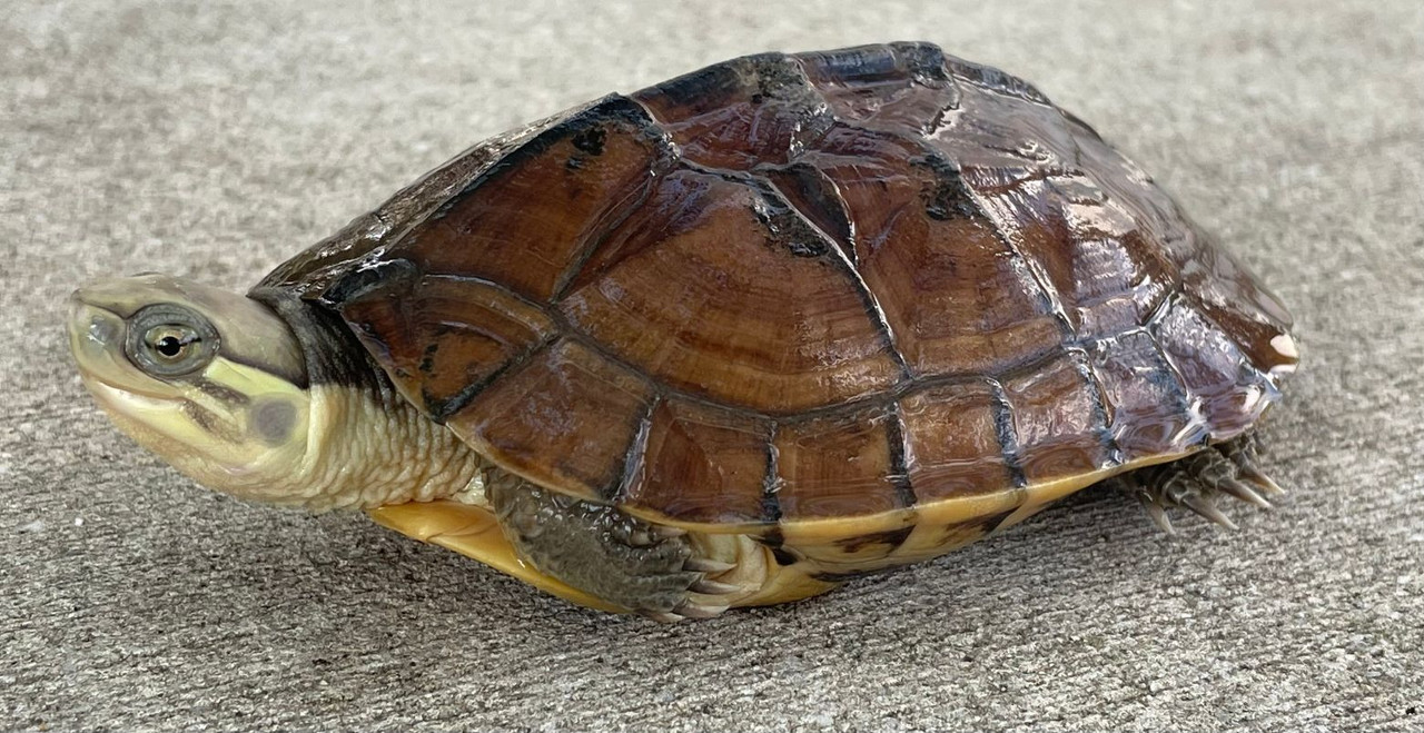 Yellow Pond Turtles for sale | Snakes at Sunset