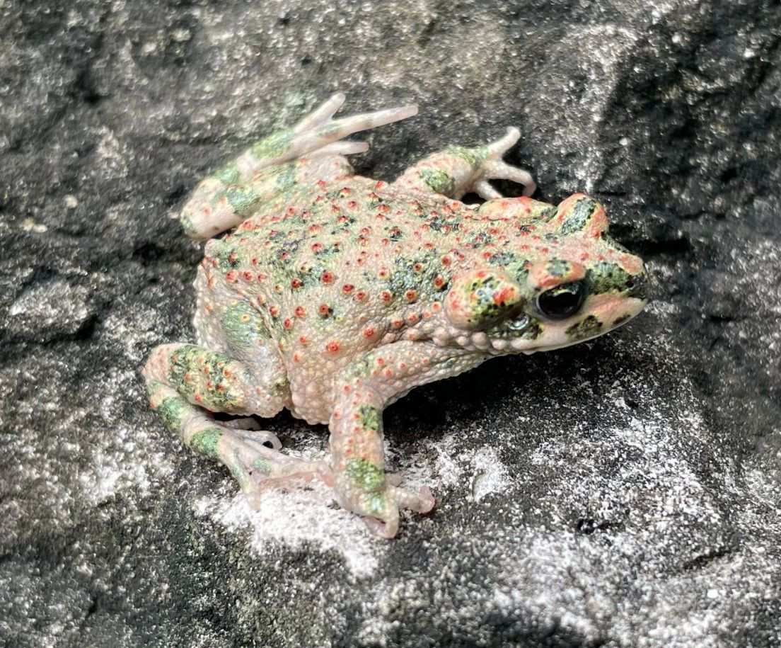 Toads for Sale | Captive Bred Toad Species Available