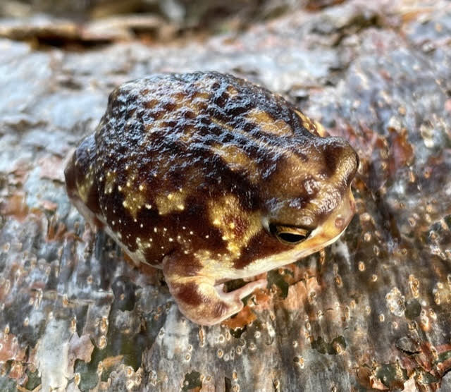 Bushveld Rain Frogs for sale (Breviceps adspersus)