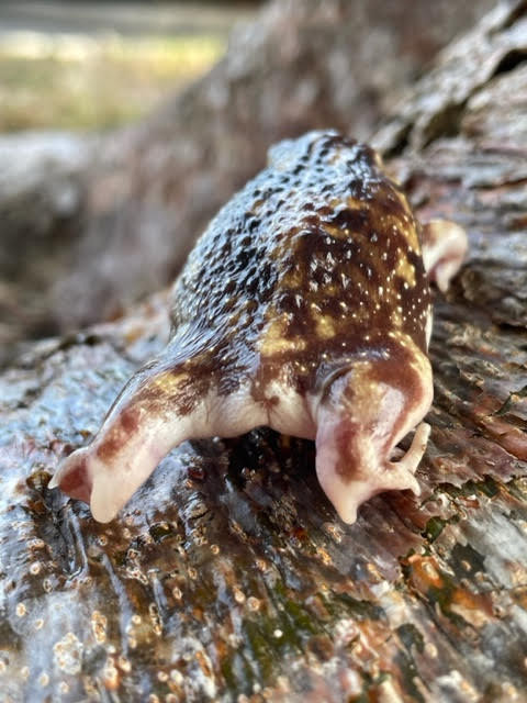 Bushveld Rain Frogs for sale (Breviceps adspersus)