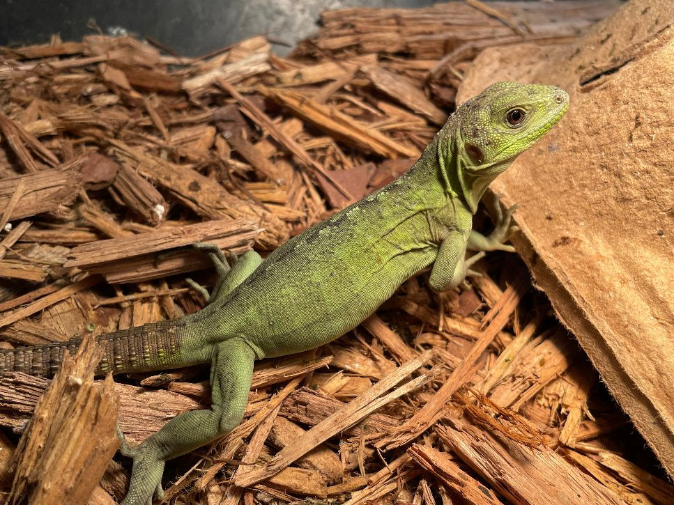 Lizards for Sale | Captive Bred Lizards Online