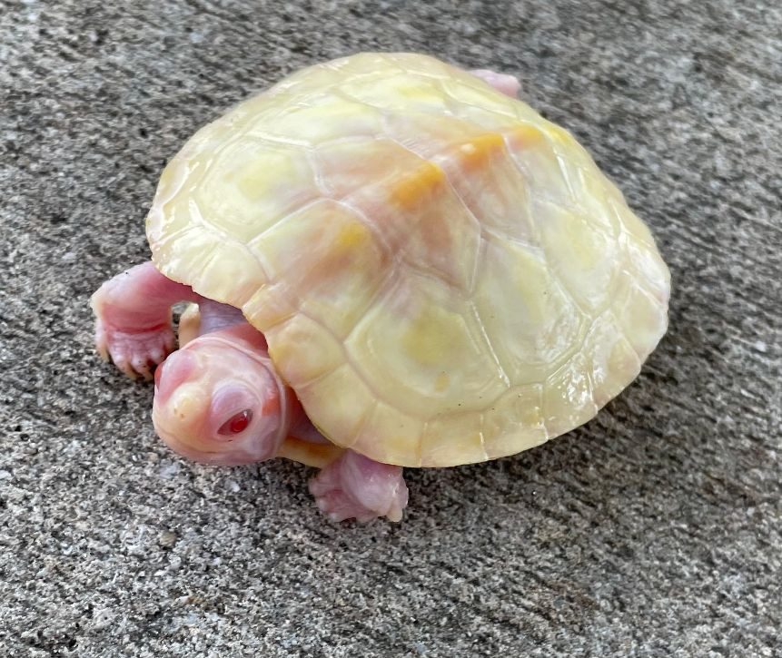 Turtles for Sale | Captive Bred Turtle Species Available