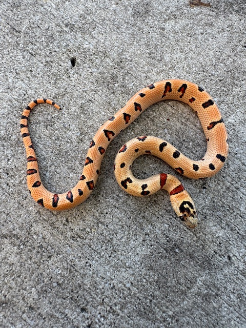 Snakes for Sale | Captive Bred Snakes Online | Snakes at Sunset