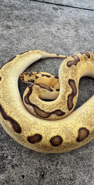 Snakes for Sale | Captive Bred Snakes Online | Snakes at Sunset