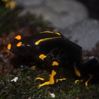 Alanis Dart Frogs For Sale