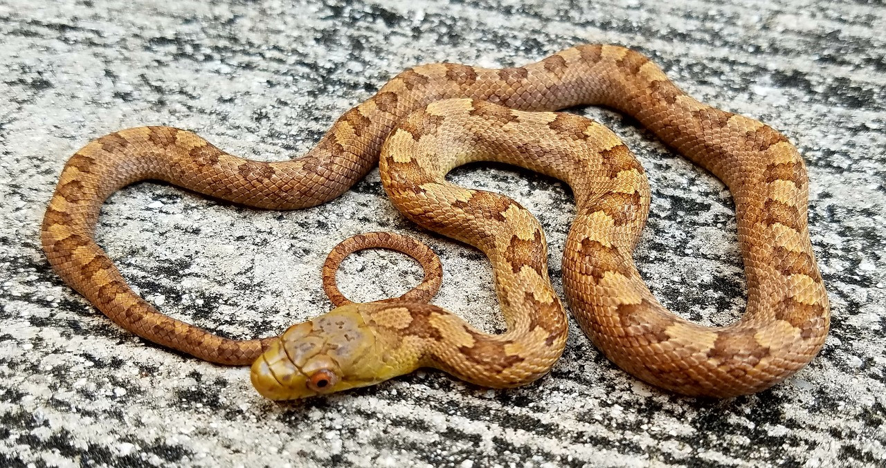 White Oak Grey Ratsnake for Sale