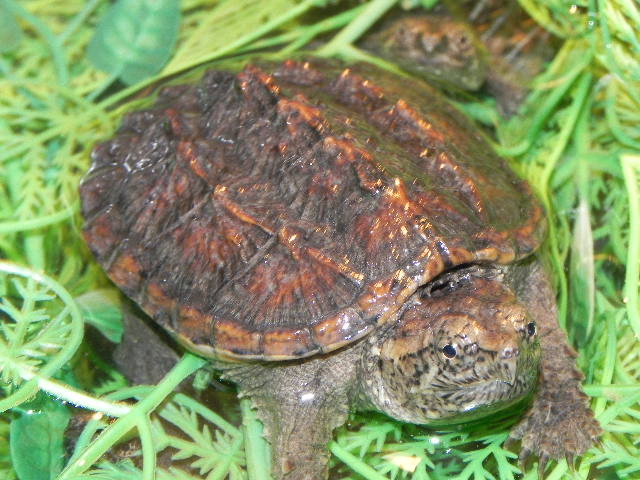 Common Snapping Turtle for Sale