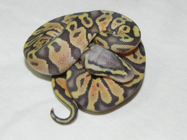 Pastel Orange Ghost Ball Python