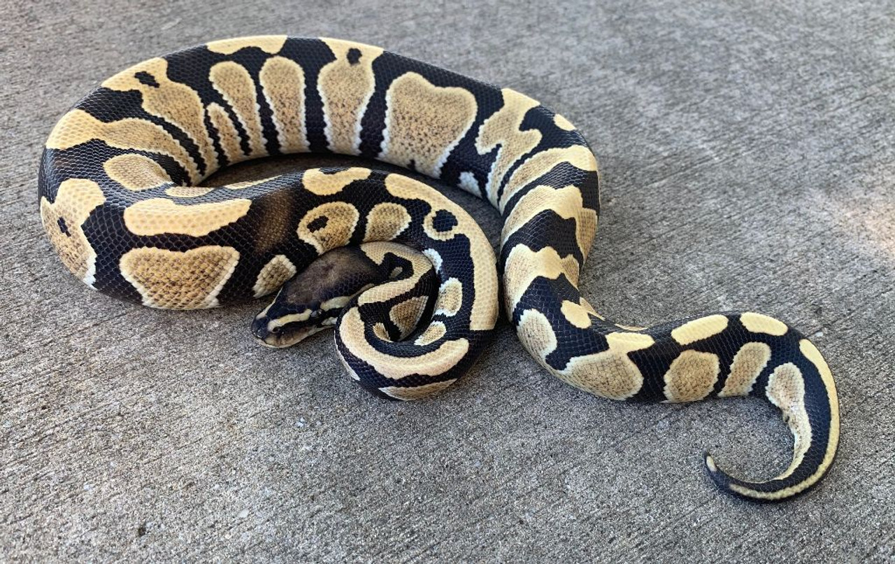 Desert Ghost Ball Pythons for sale | Snakes at Sunset