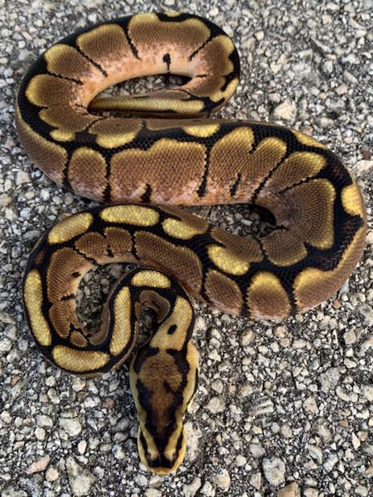 Spider Ball Pythons for sale | Snakes at Sunset