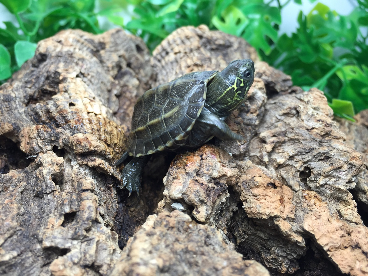 African Side Neck Turtle for sale