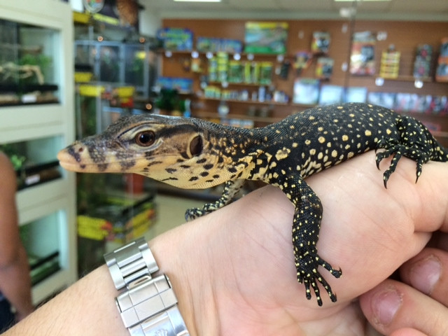 Baby Green Tree Monitors for sale